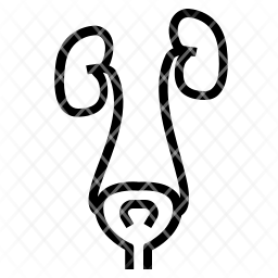 urinary icon, system icon, urination icon, dehydration icon, bladder ...